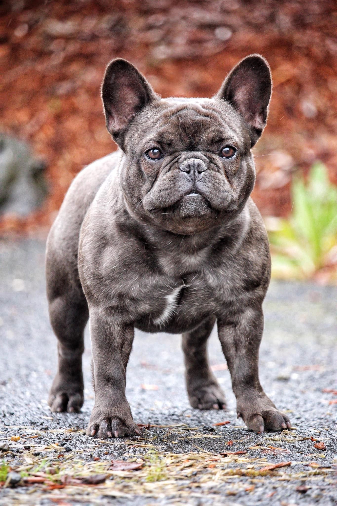 OFA CERTIFIED frenchies